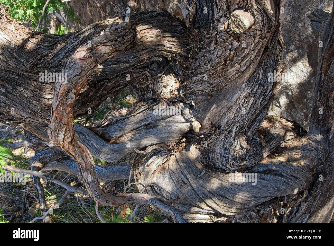 Close up gnarled old conifer tree limbs under dappled light Stock Photo ...