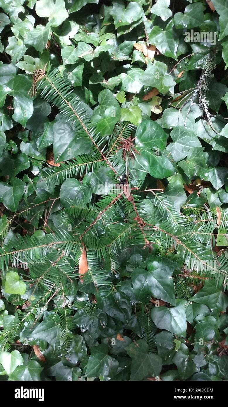 California torreya (Torreya californica) Plantae Stock Photo - Alamy