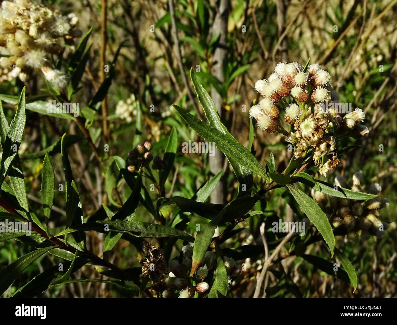 mule fat (Baccharis salicifolia) Plantae Stock Photo - Alamy