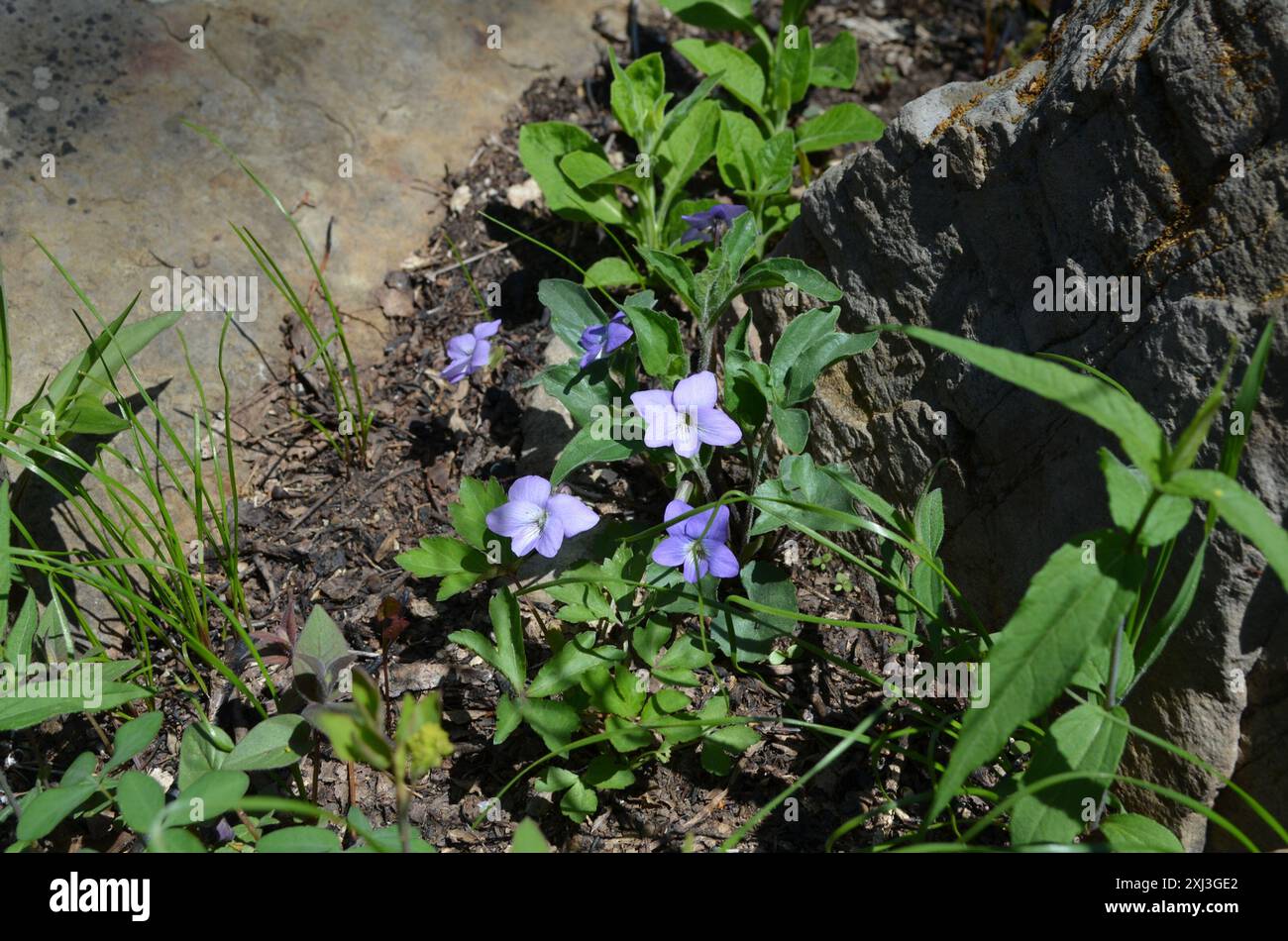 three-lobed violet (Viola palmata) Plantae Stock Photo - Alamy