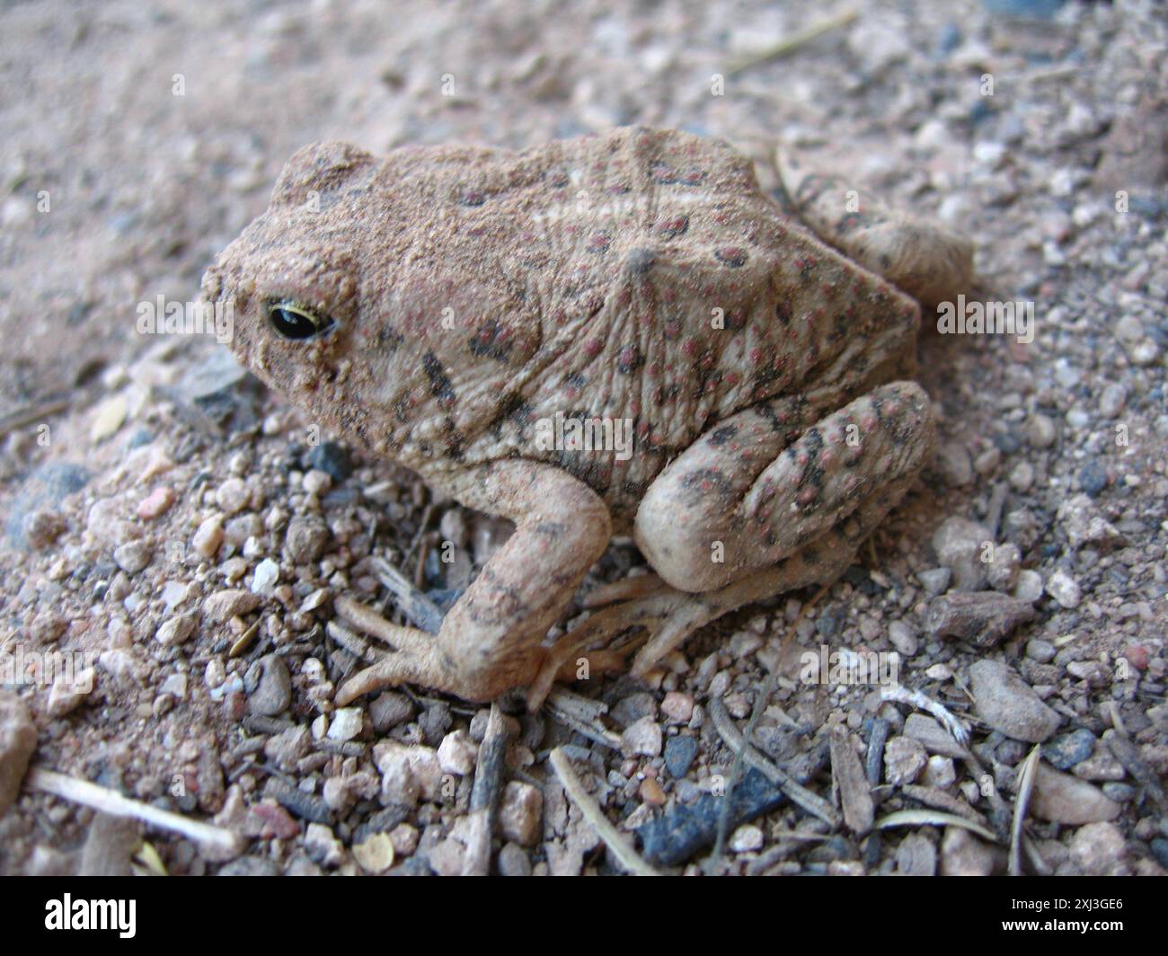 Woodhouse's Toad (Anaxyrus woodhousii) Amphibia Stock Photo - Alamy