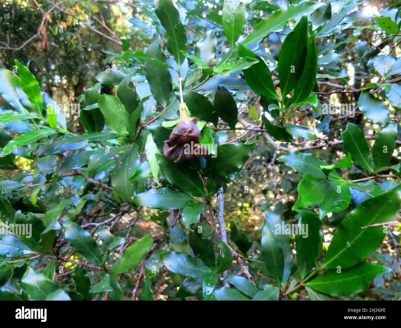Rothmannia capensis hi-res stock photography and images - Alamy