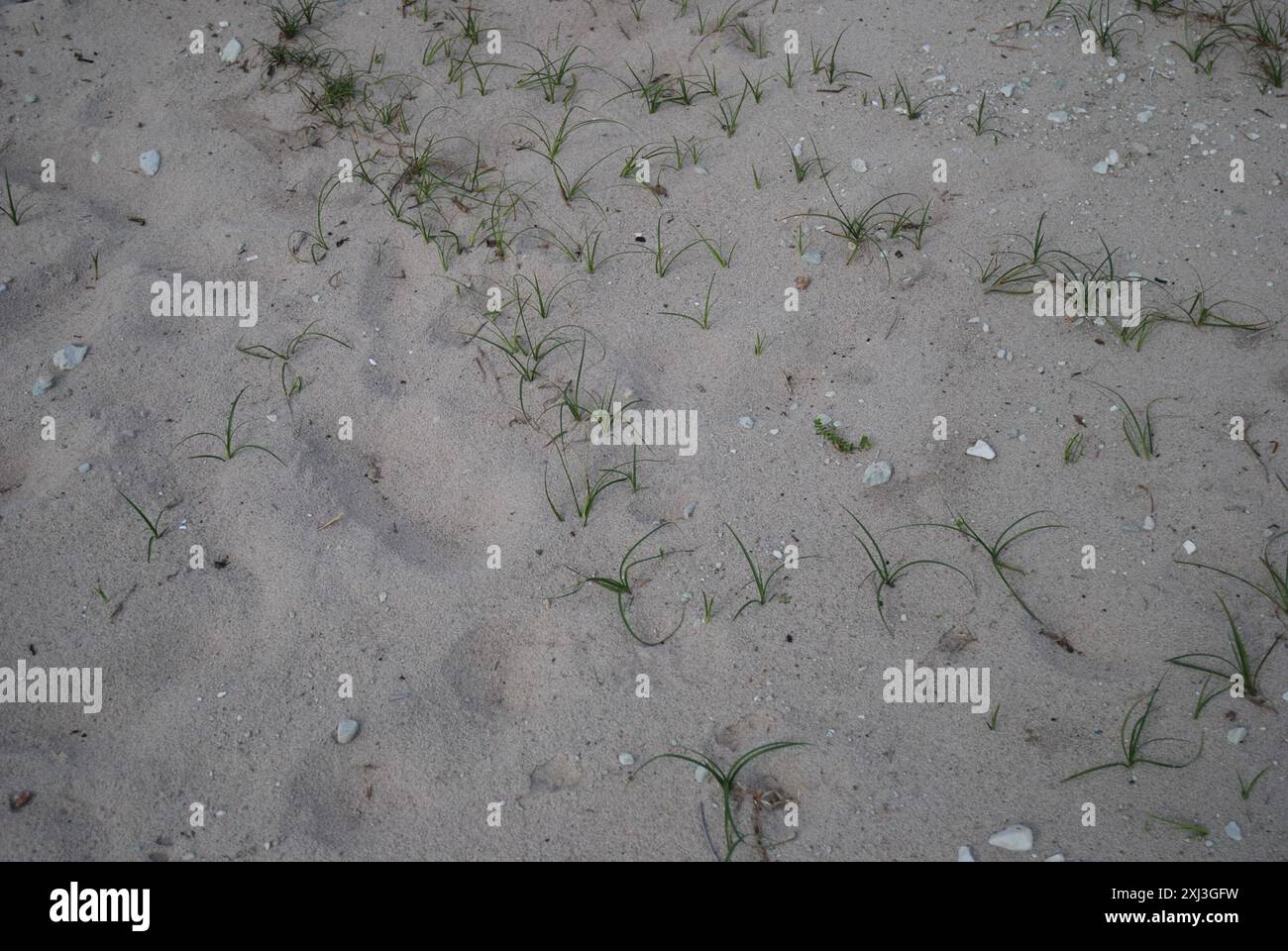 sand sedge (Carex arenaria) Plantae Stock Photo - Alamy
