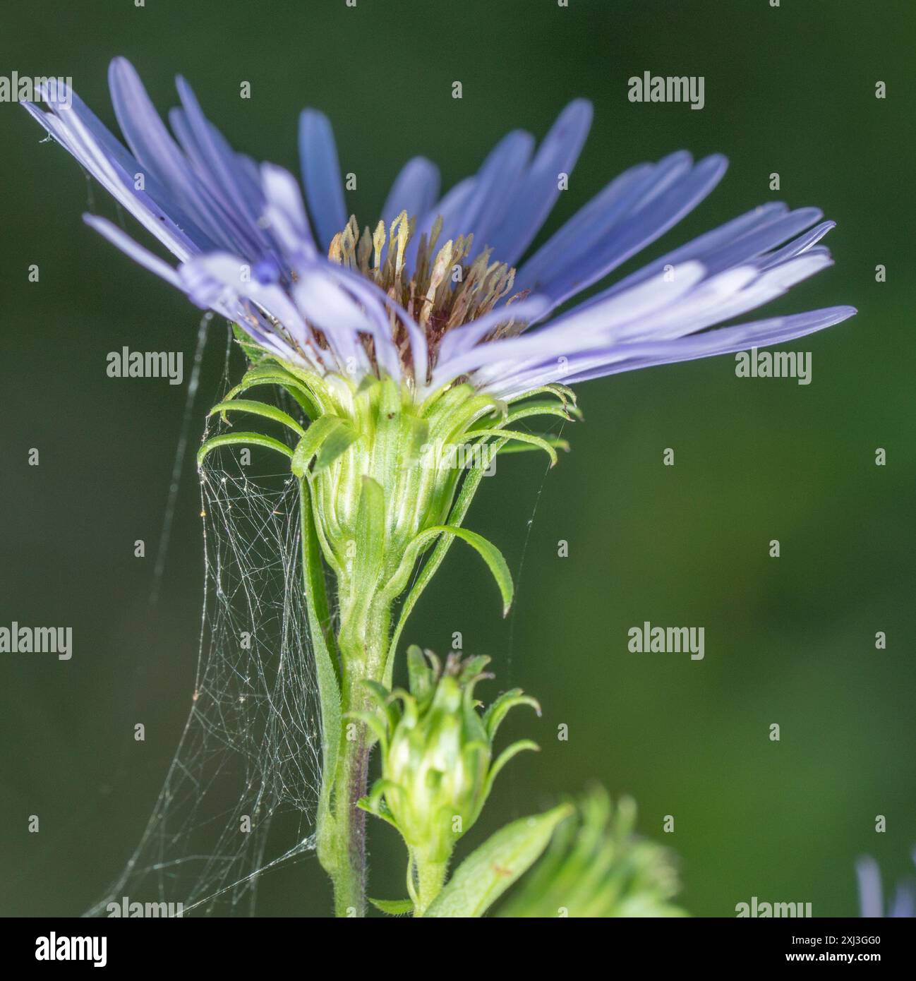 swamp aster (Symphyotrichum puniceum) Plantae Stock Photo - Alamy