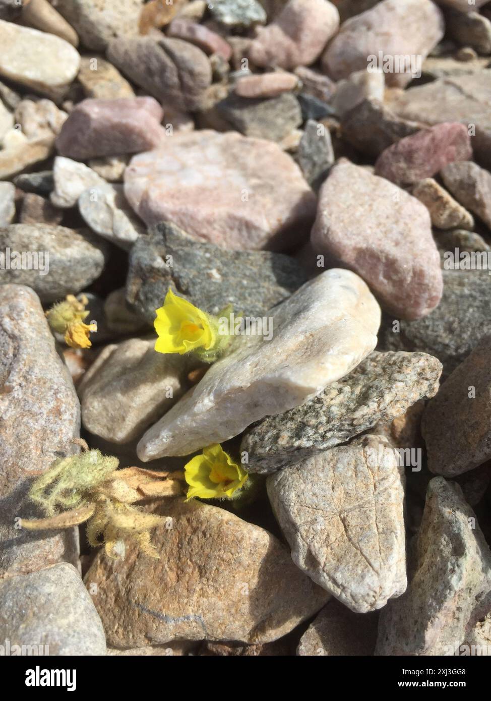 Golden desert snapdragon hi-res stock photography and images - Alamy
