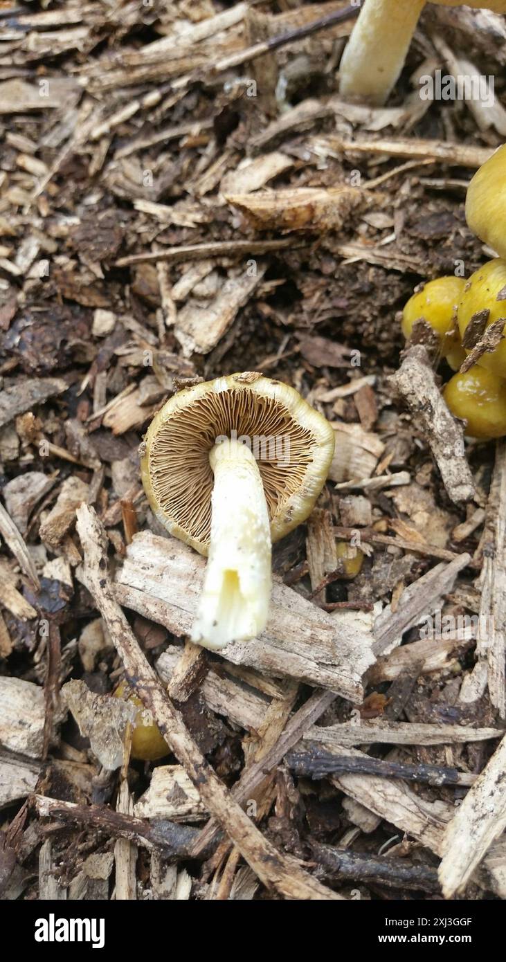 yellow fieldcap (Bolbitius titubans) Fungi Stock Photo - Alamy