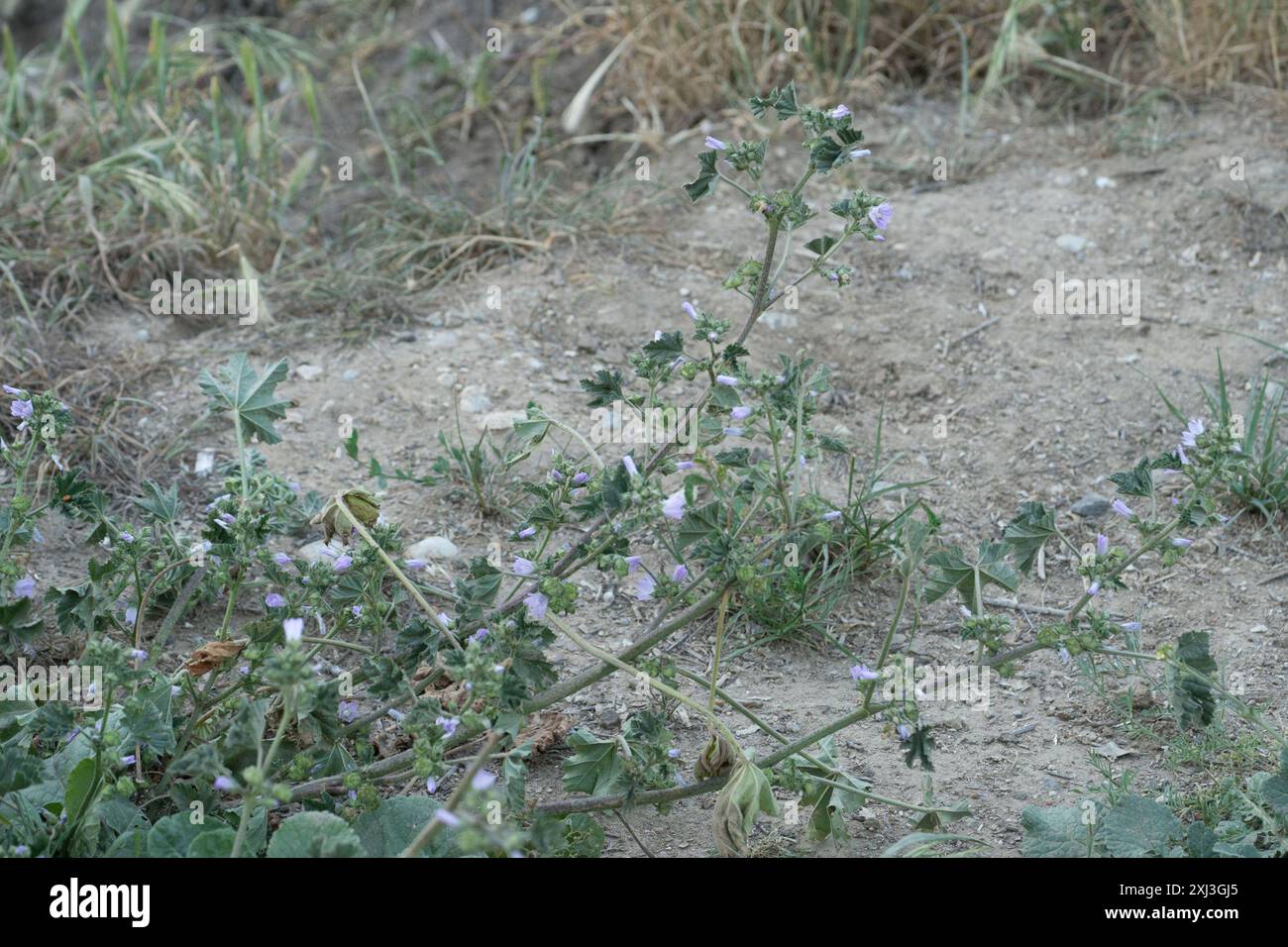Cretan mallow (Malva multiflora) Plantae Stock Photo - Alamy