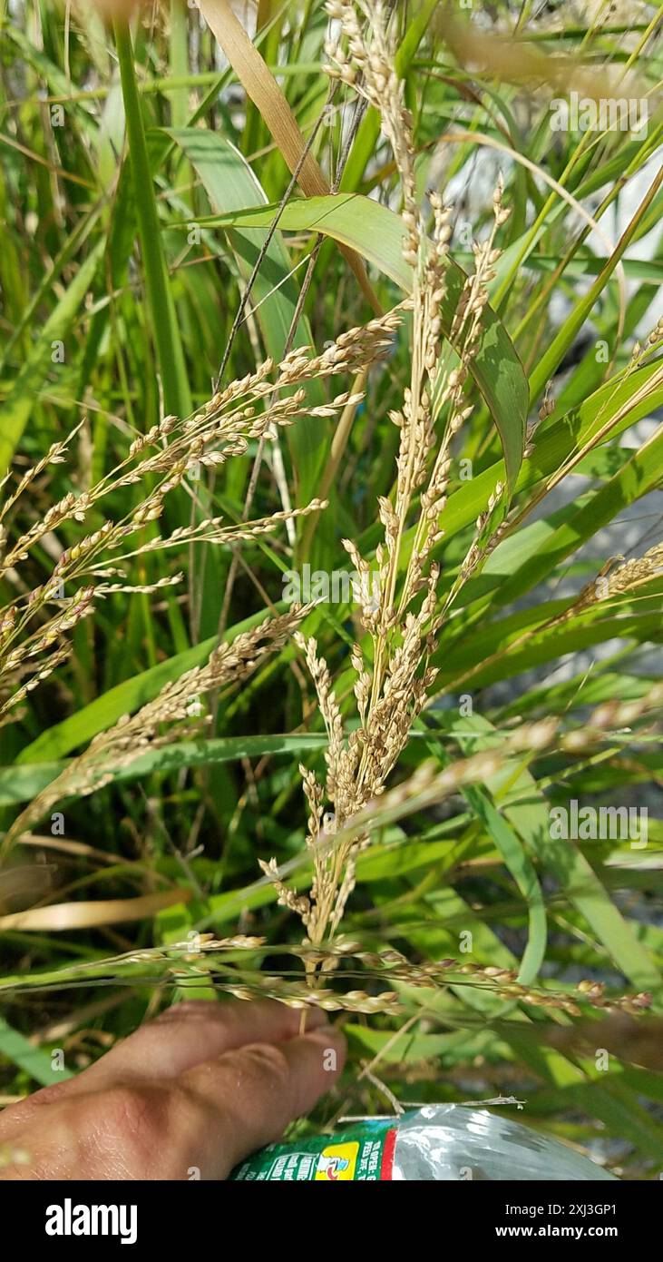 grasses, sedges, cattails, and allies (Poales) Plantae Stock Photo - Alamy