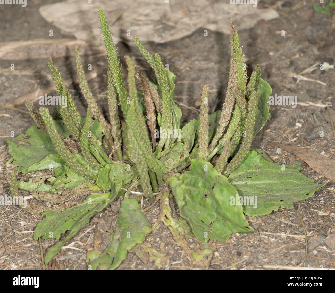 greater plantain (Plantago major) Plantae Stock Photo - Alamy