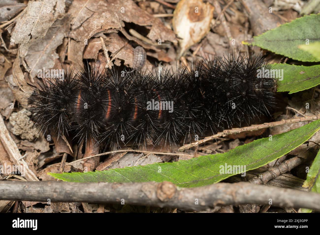 Giant Leopard Moth (Hypercompe scribonia) Insecta Stock Photo - Alamy