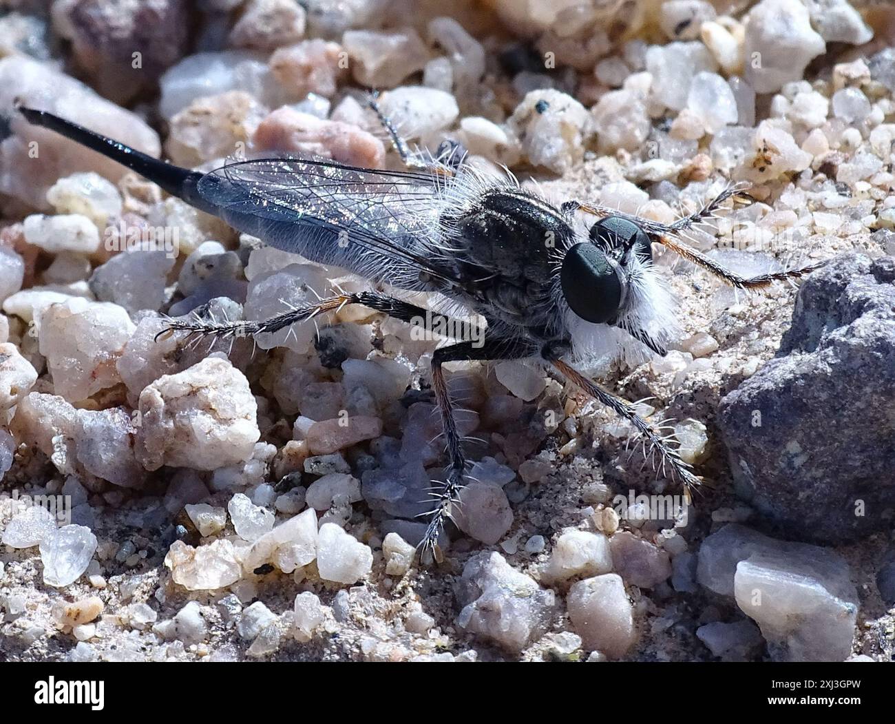 Hammertails (Efferia) Insecta Stock Photo - Alamy