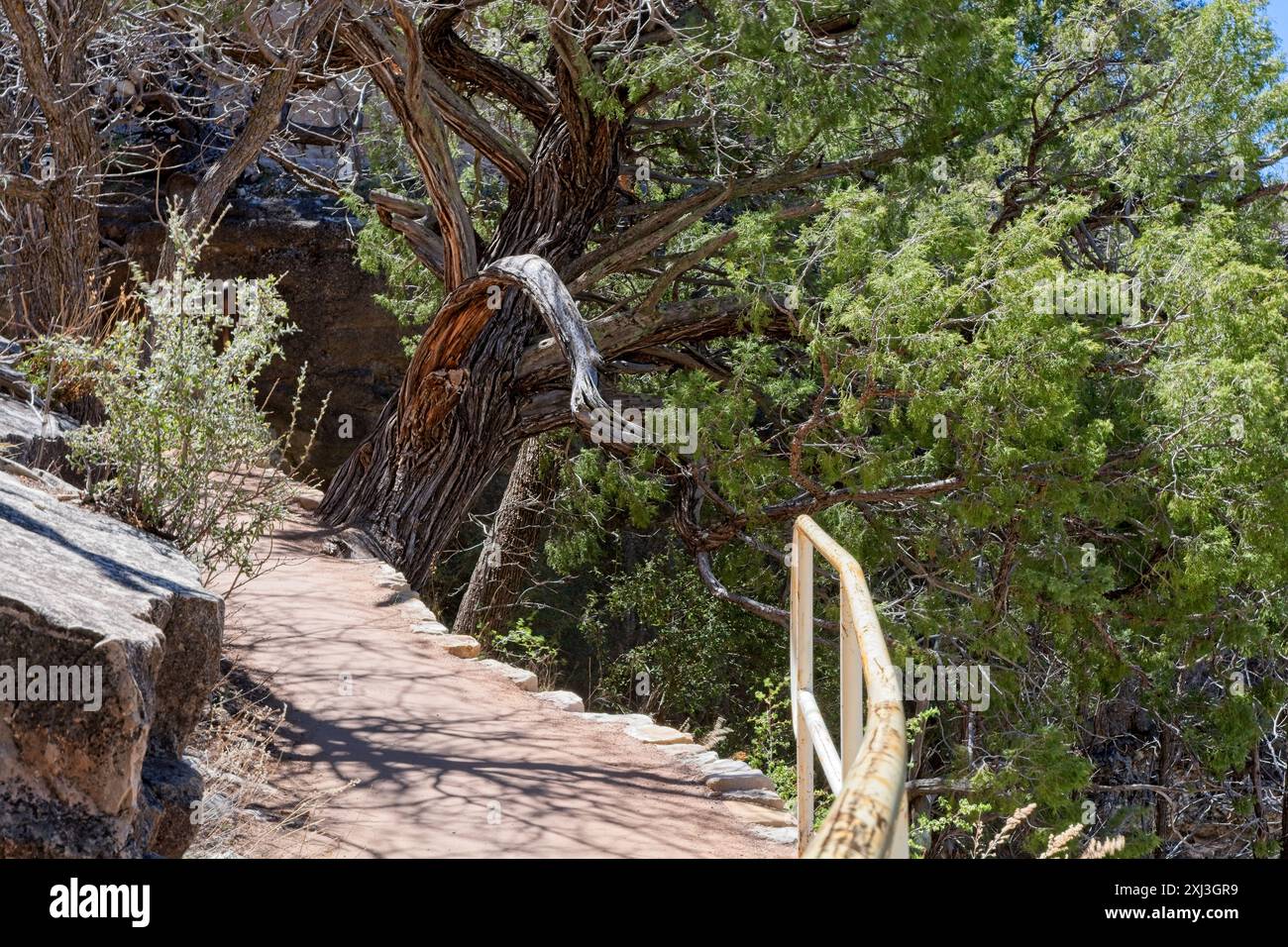 Gnarled old juniper tree share cliff wall with footpath on Island Trail ...