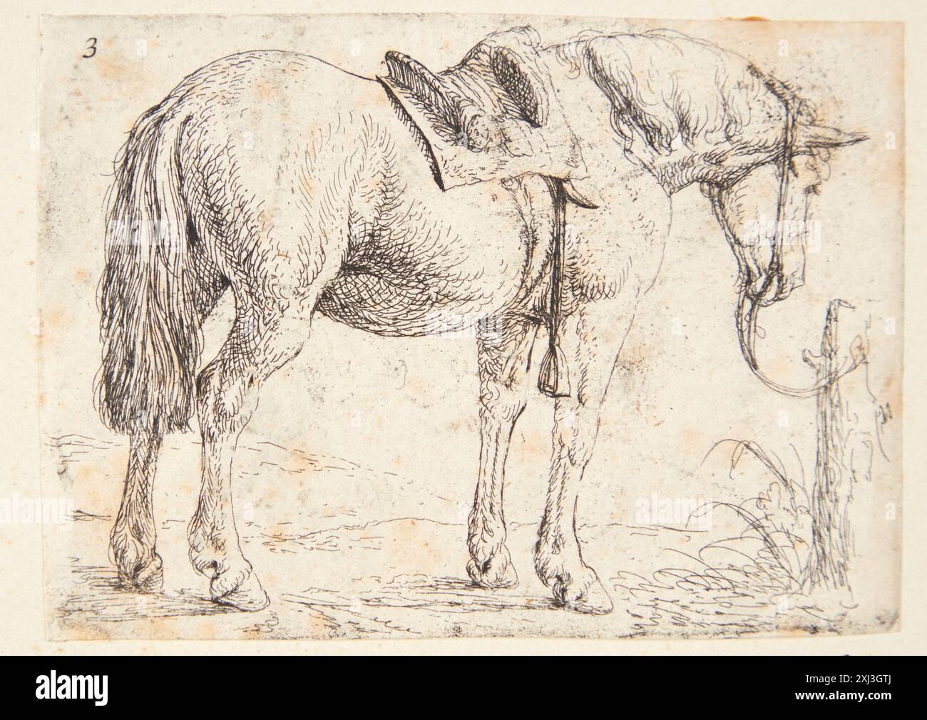 Saddled Horse, Teared by a Pile Aken, Jan van 1614 - 1661, Jonghe ...