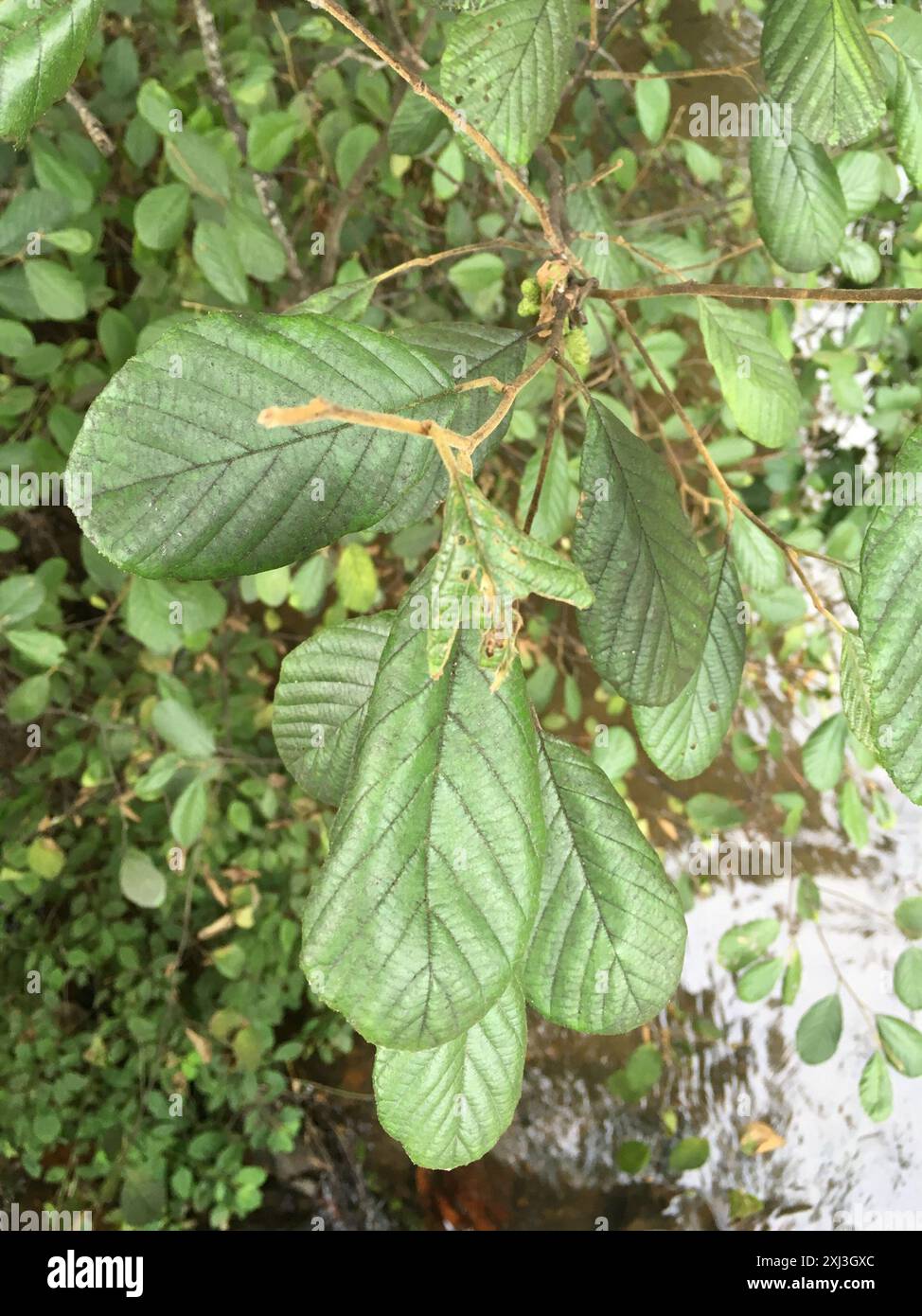 smooth alder (Alnus serrulata) Plantae Stock Photo - Alamy