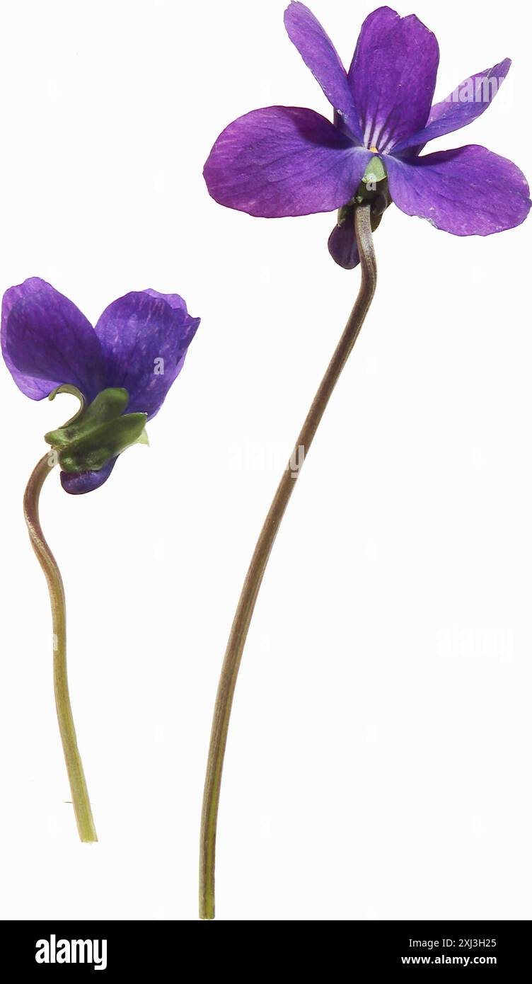 Violet flower cut out hi-res stock photography and images - Alamy