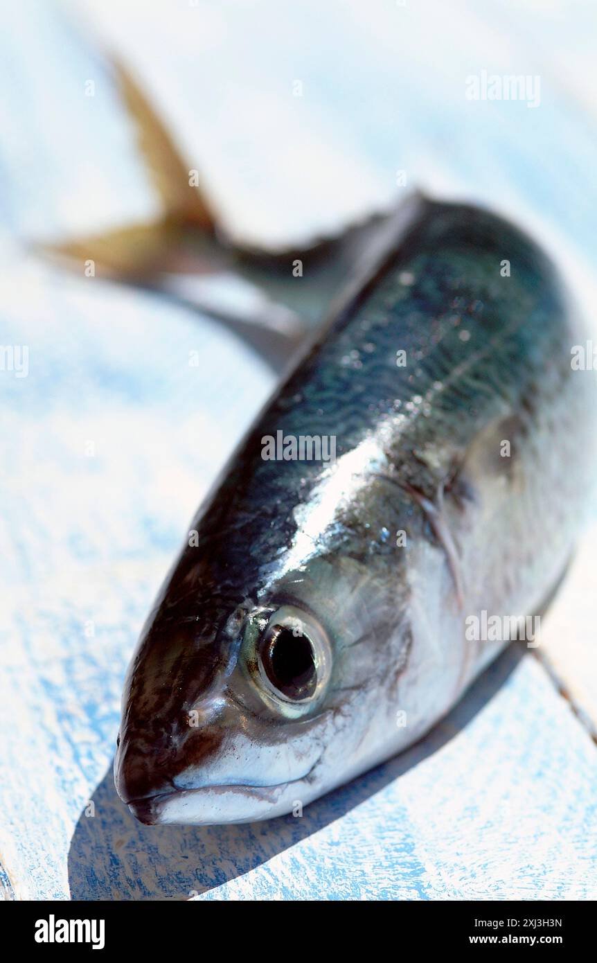 Mackerel head hi-res stock photography and images - Alamy