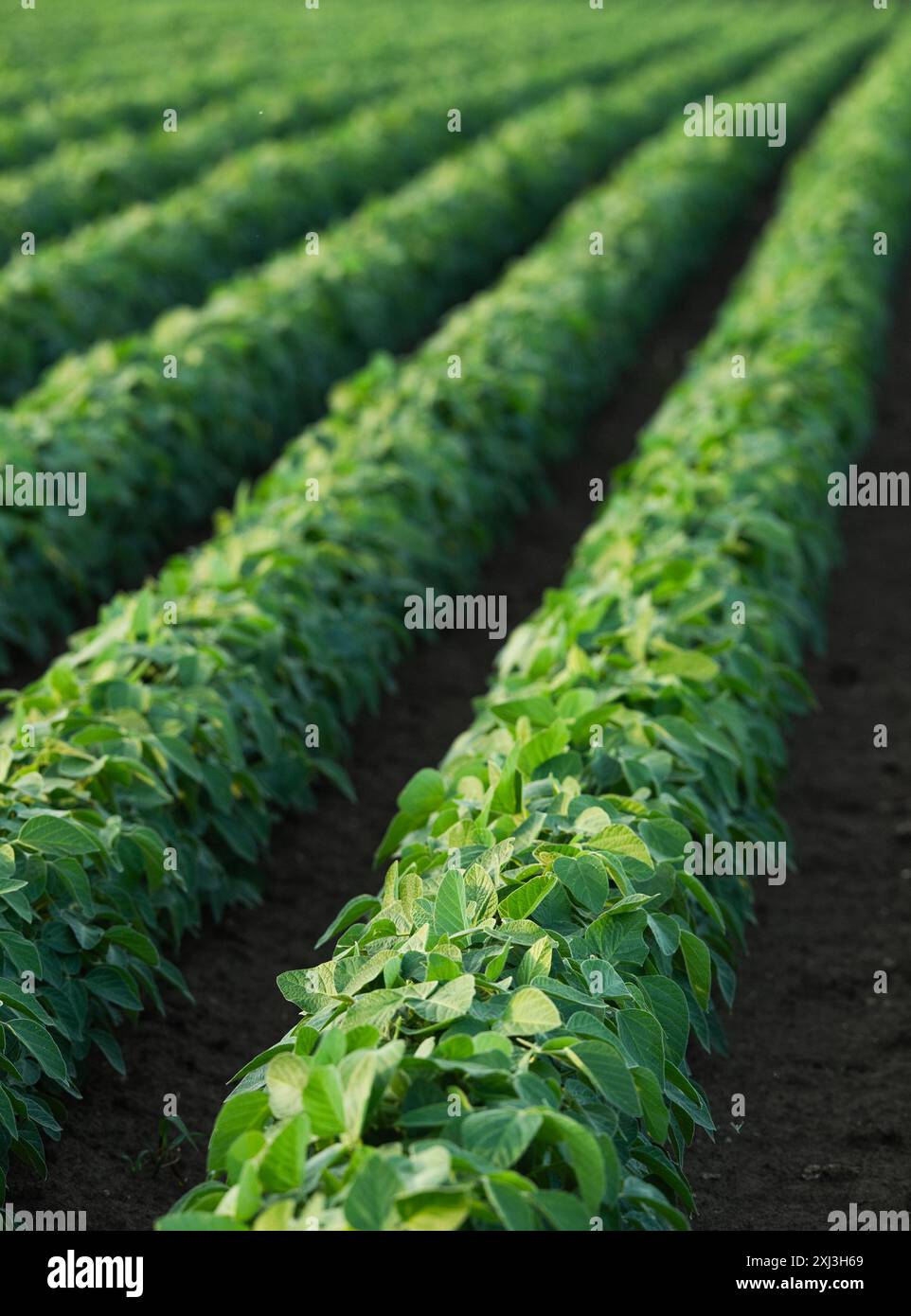 Soybean field ripening at spring season, agricultural landscape Stock ...