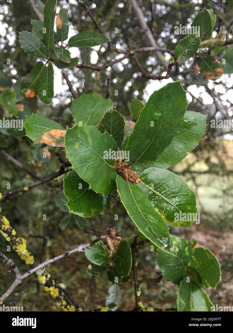 interior live oak (Quercus wislizeni) Plantae Stock Photo - Alamy