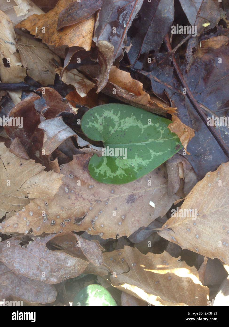 little heartleaf (Asarum minus) Plantae Stock Photo - Alamy