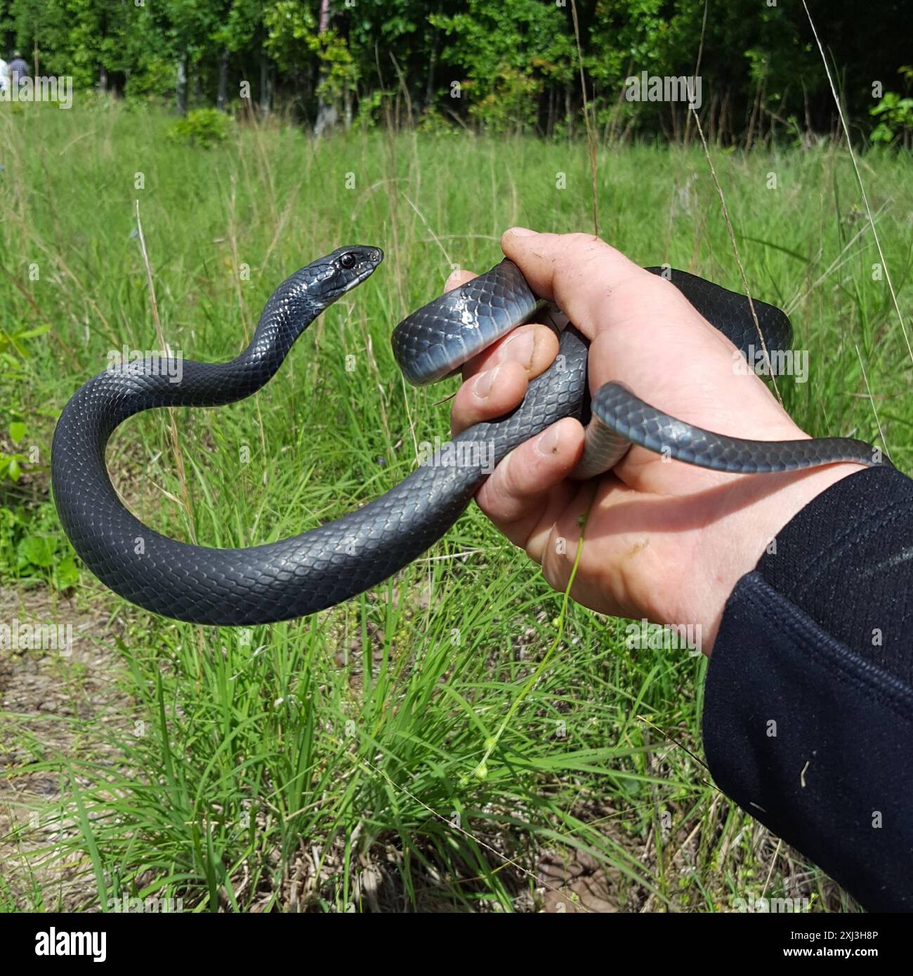 North American Racer (Coluber constrictor) Reptilia Stock Photo - Alamy