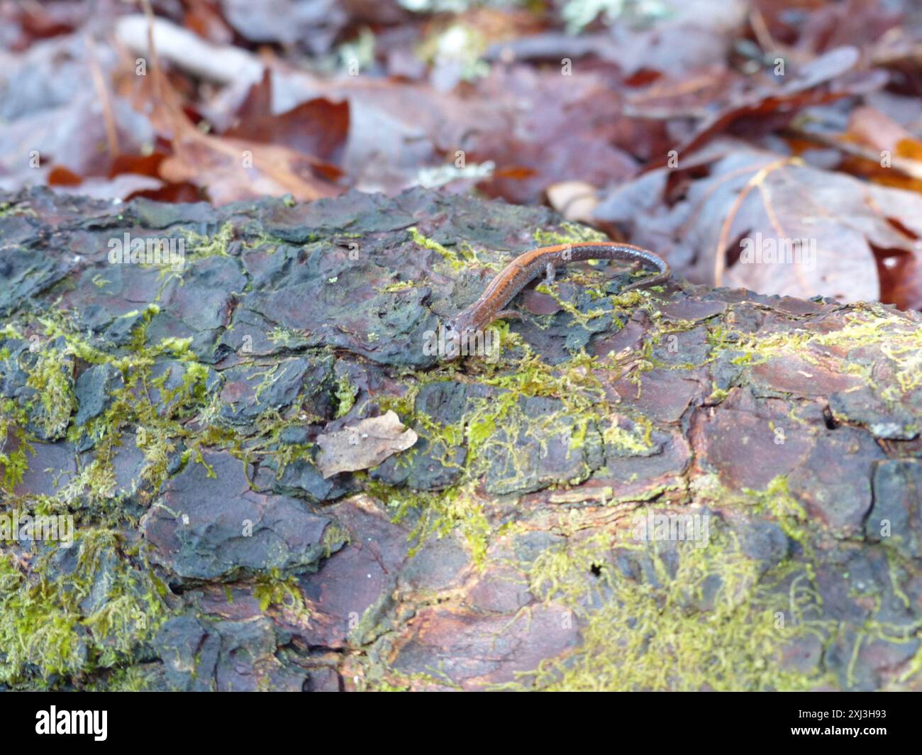 Southern Red-backed Salamander (Plethodon serratus) Amphibia Stock ...