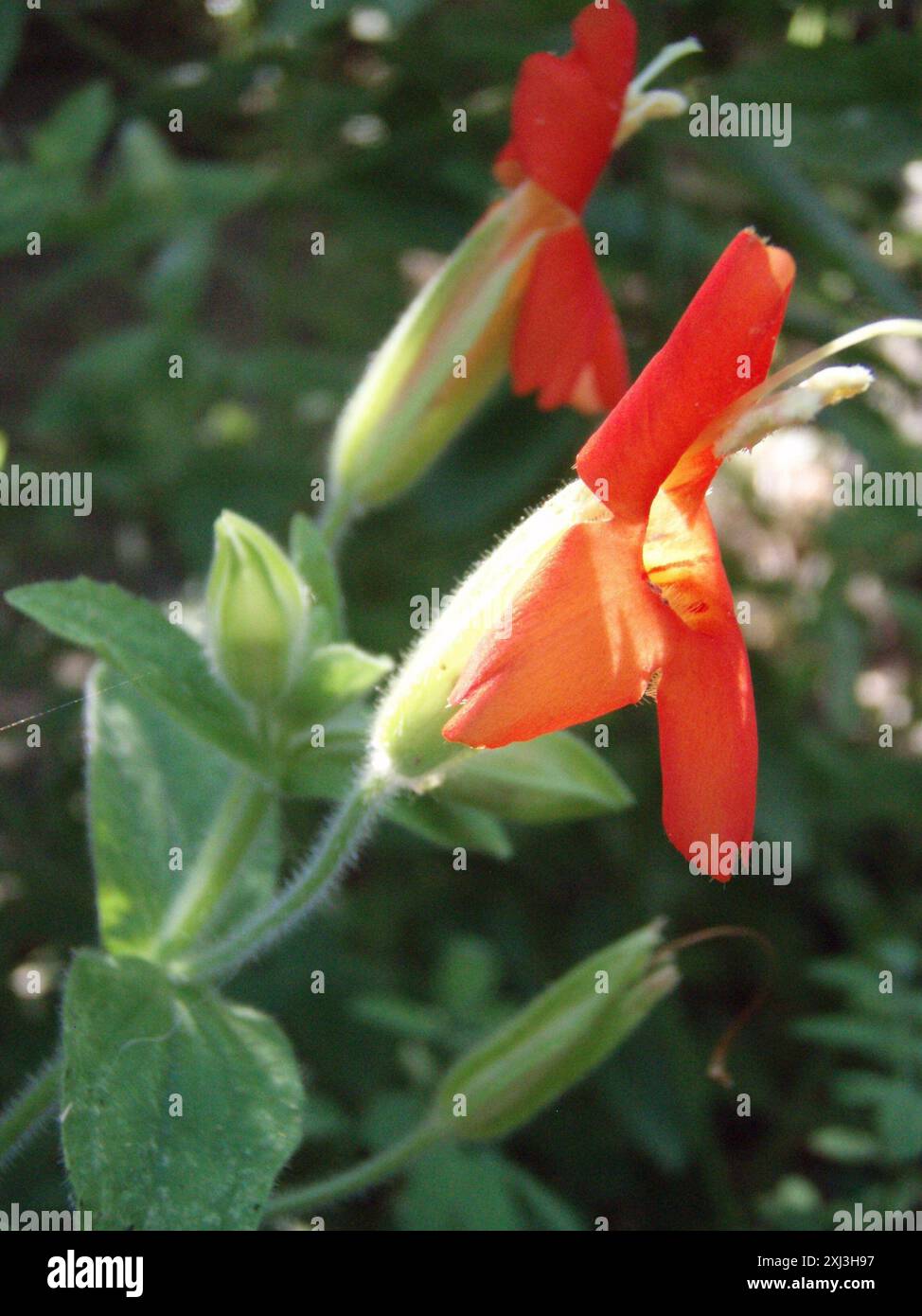 scarlet monkeyflower (Erythranthe cardinalis) Plantae Stock Photo - Alamy