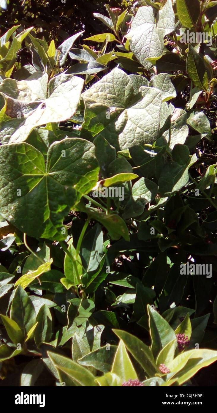 Man-roots (Marah) Plantae Stock Photo - Alamy