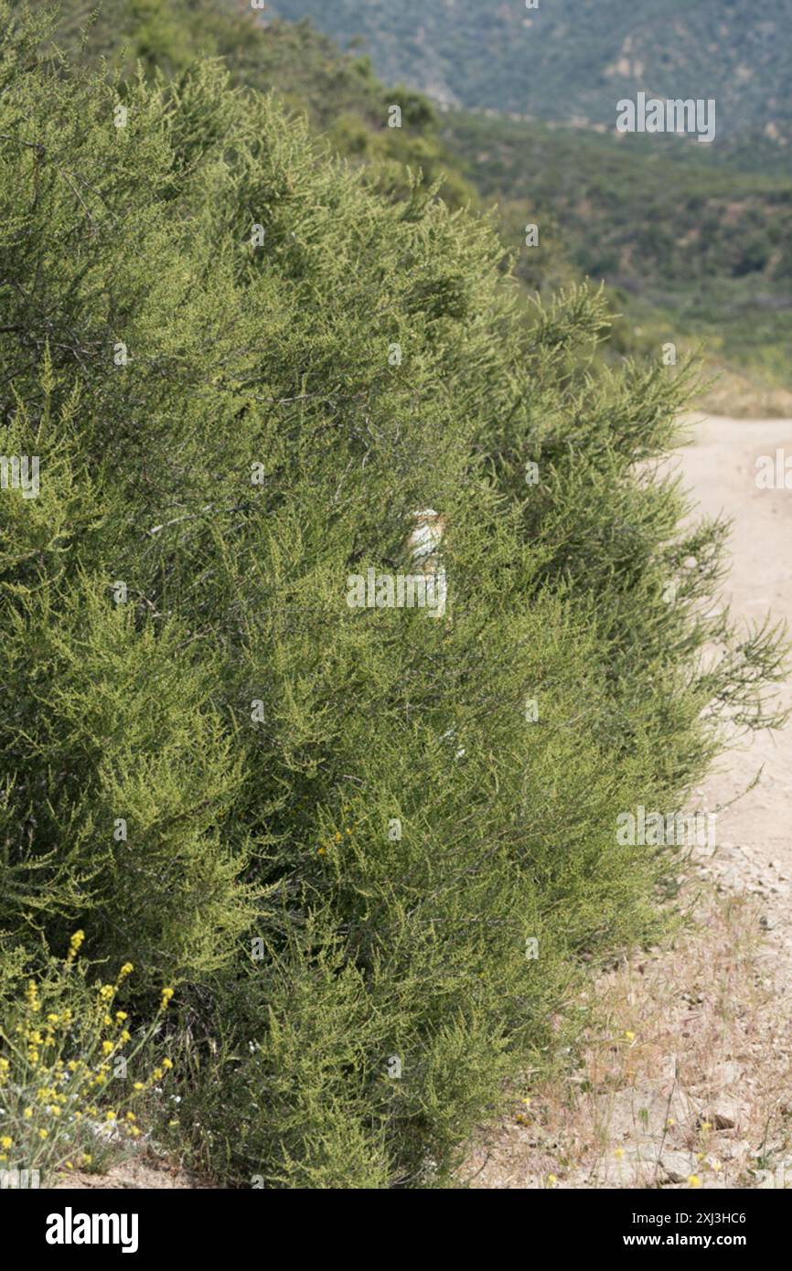 chamise (Adenostoma fasciculatum) Plantae Stock Photo - Alamy