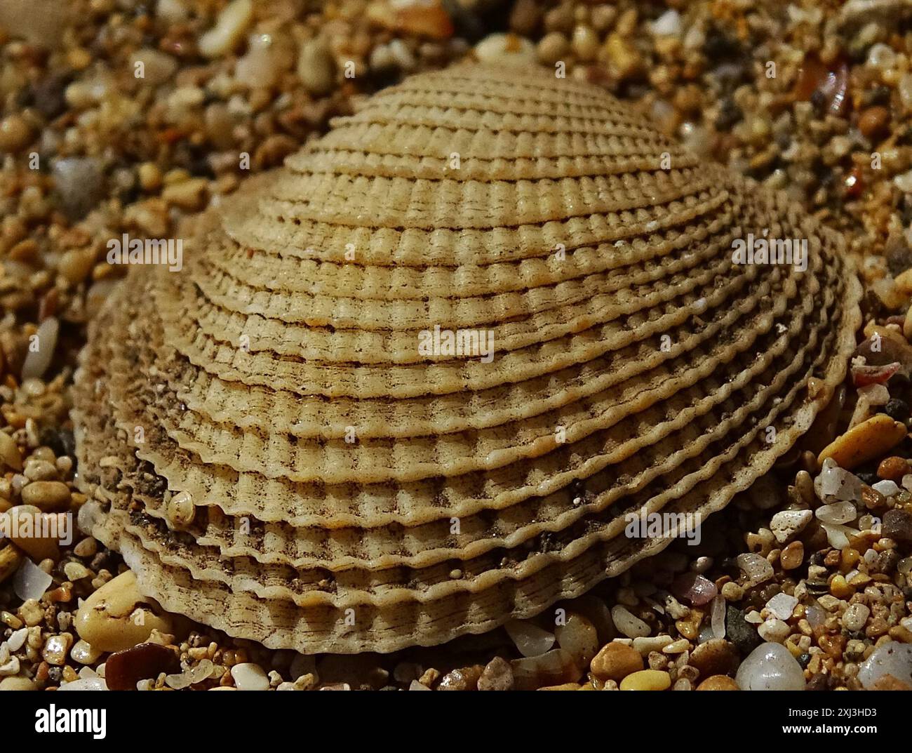 (Periglypta reticulata) Mollusca Stock Photo - Alamy