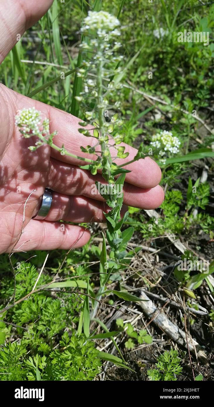 field peppergrass (Lepidium campestre) Plantae Stock Photo - Alamy