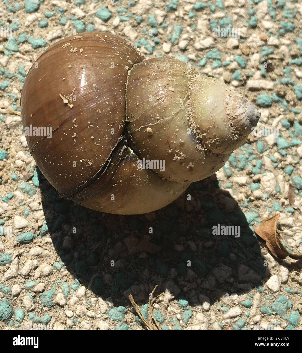 Chinese Mystery Snail (Cipangopaludina chinensis) Mollusca Stock Photo ...