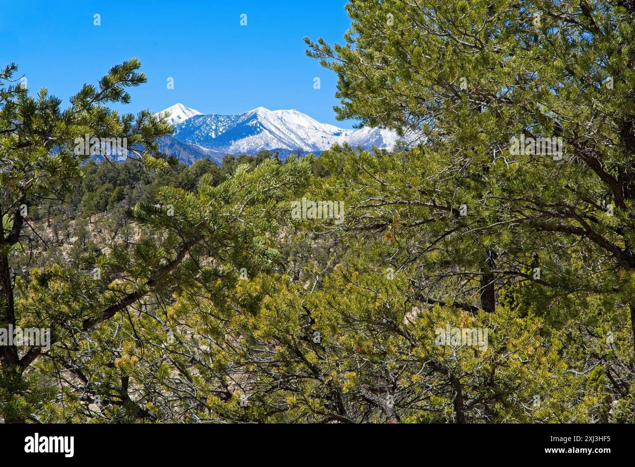 Snow capped San Francisco Peaks framed by pine trees on rim at Walnut ...