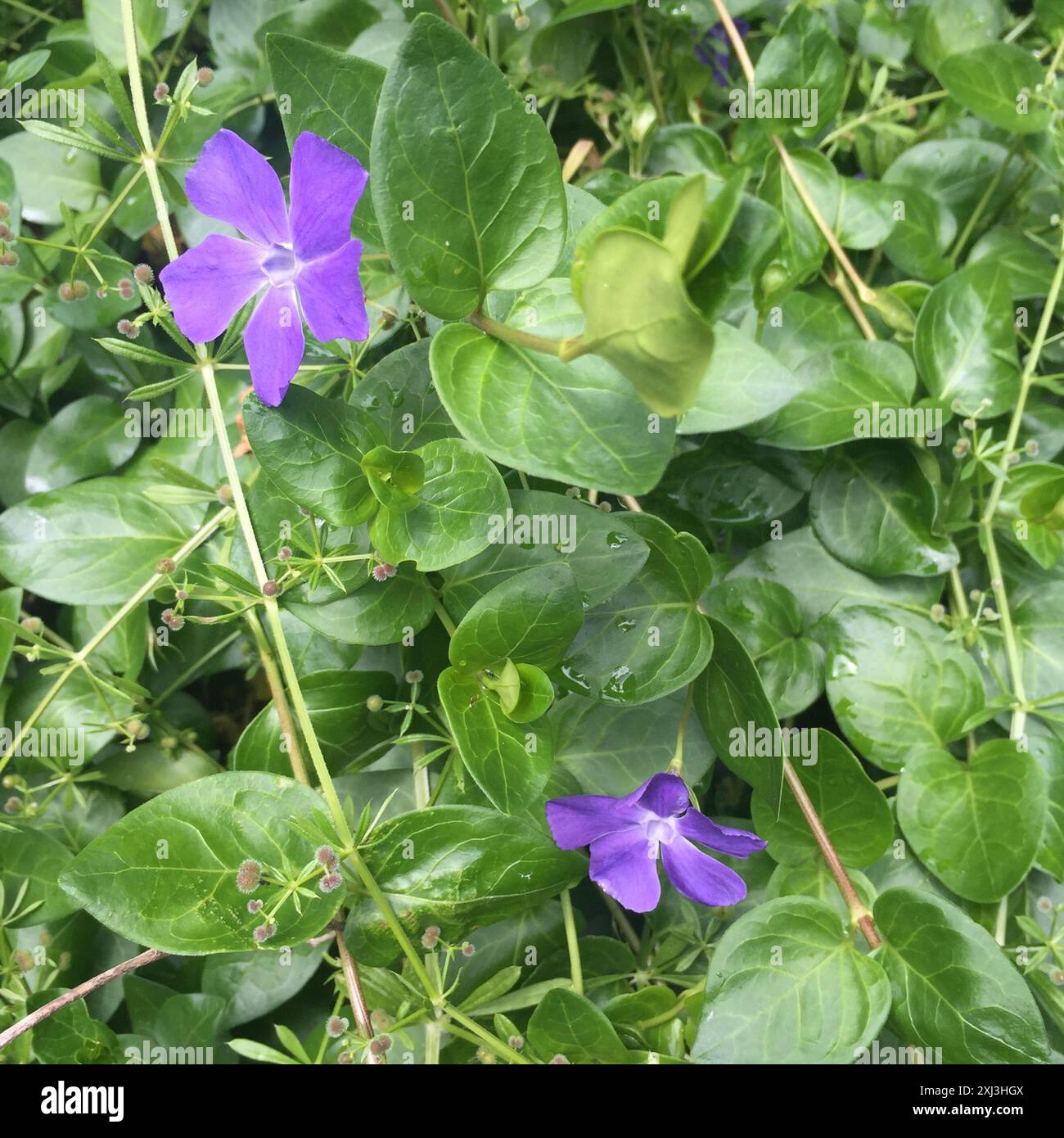 greater periwinkle (Vinca major) Plantae Stock Photo - Alamy