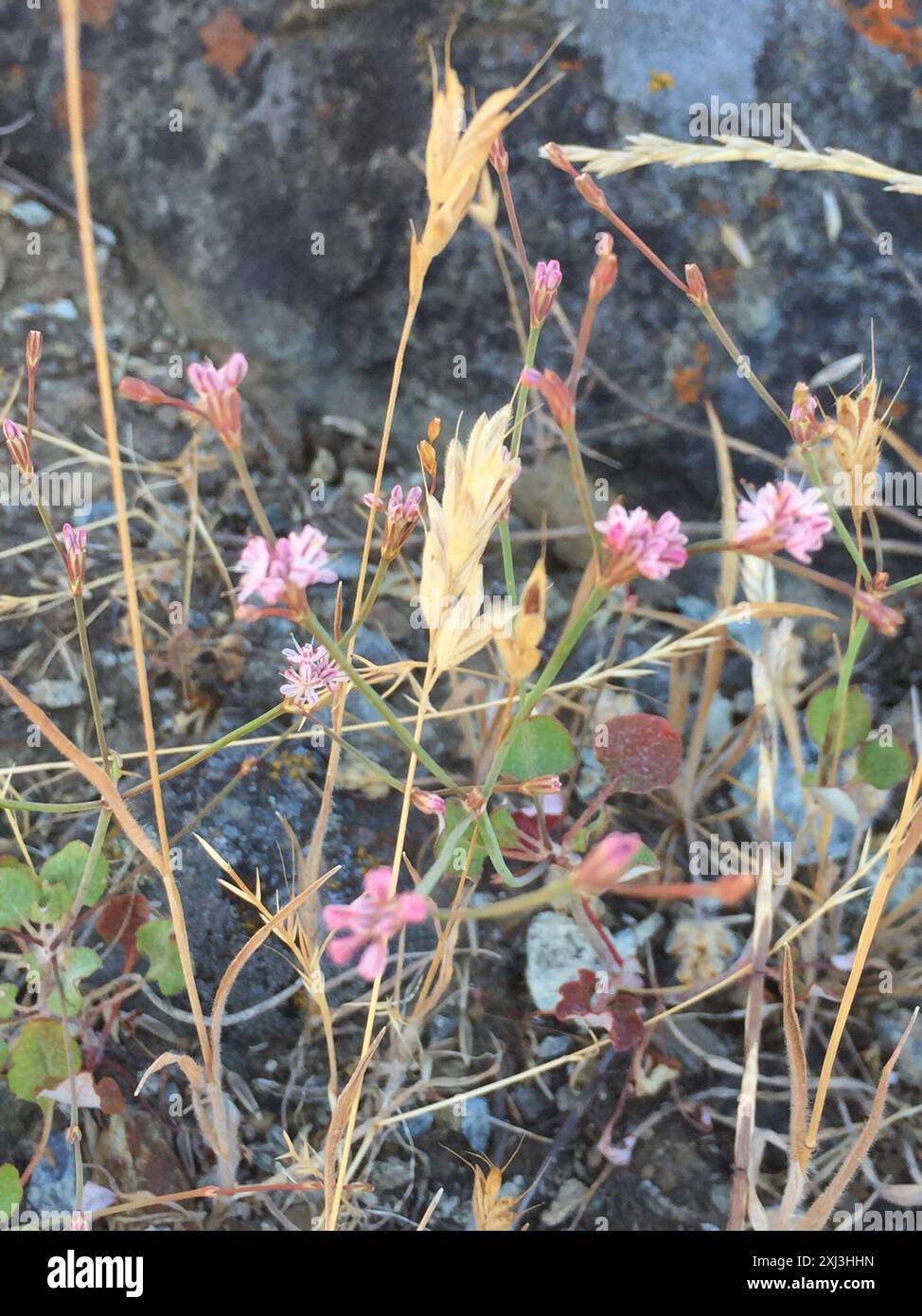 golden-carpet wild buckwheat (Eriogonum luteolum luteolum) Plantae ...