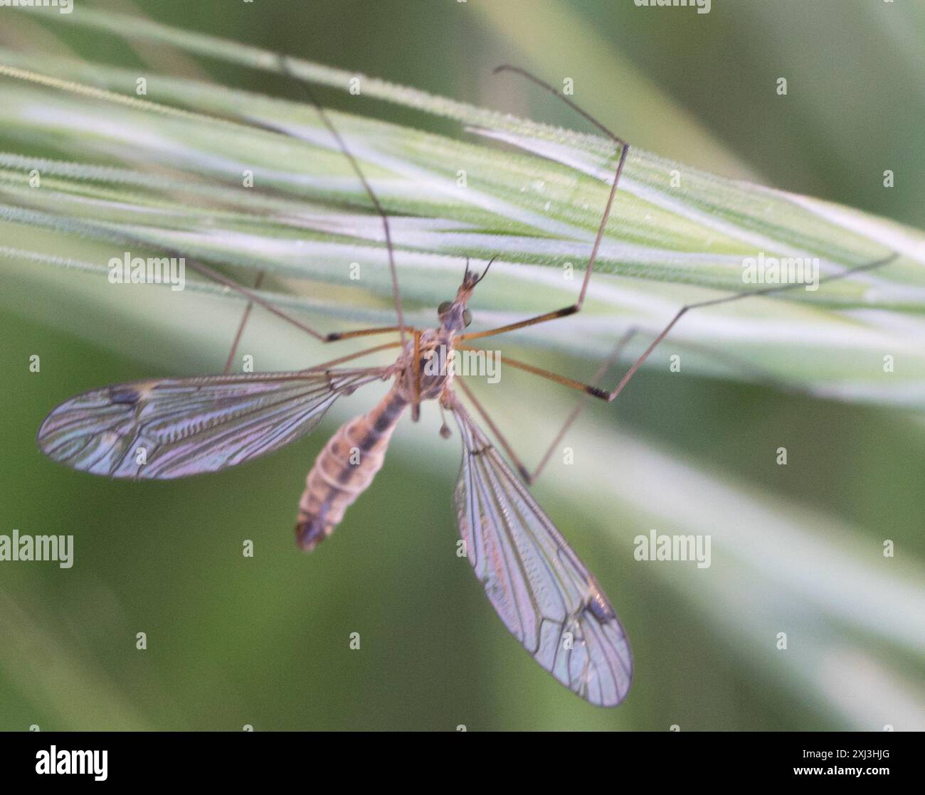 Crane Flies (Tipulomorpha) Insecta Stock Photo - Alamy