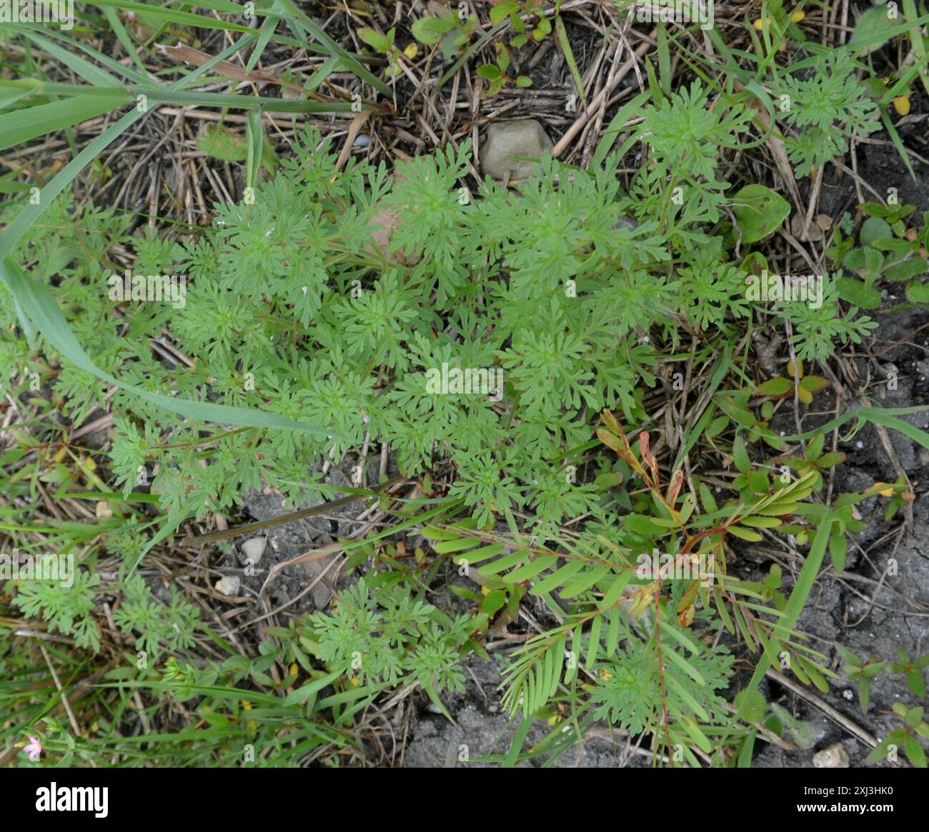 Obi-Wan conobea (Leucospora multifida) Plantae Stock Photo - Alamy