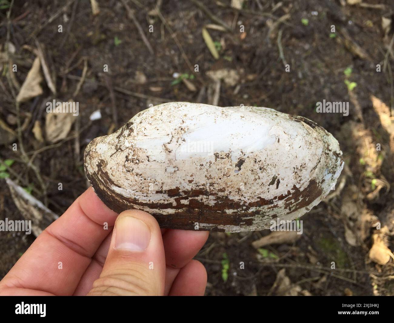 Yellow Sandshell (Lampsilis teres) Mollusca Stock Photo - Alamy
