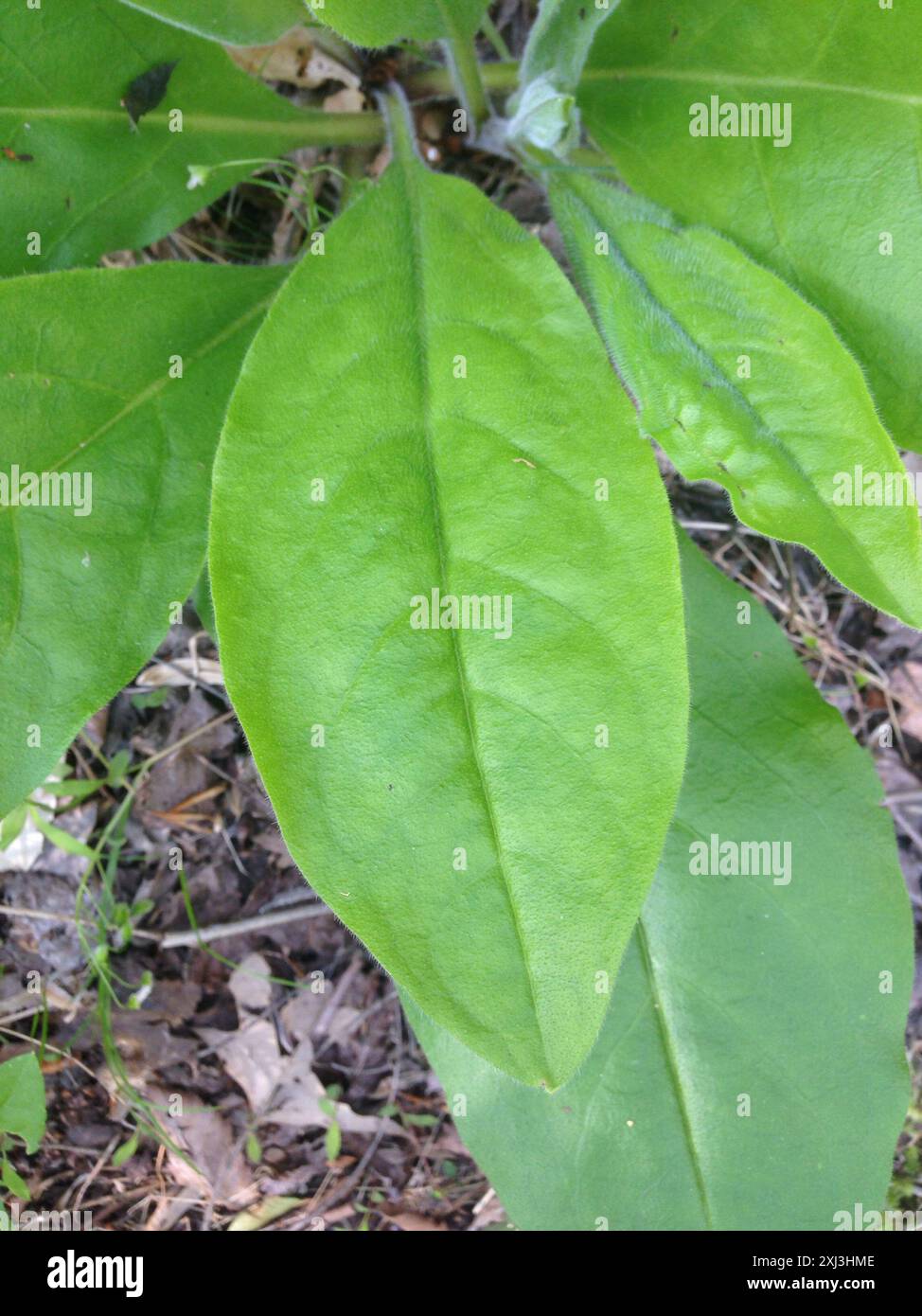 wild comfrey (Andersonglossum virginianum) Plantae Stock Photo - Alamy