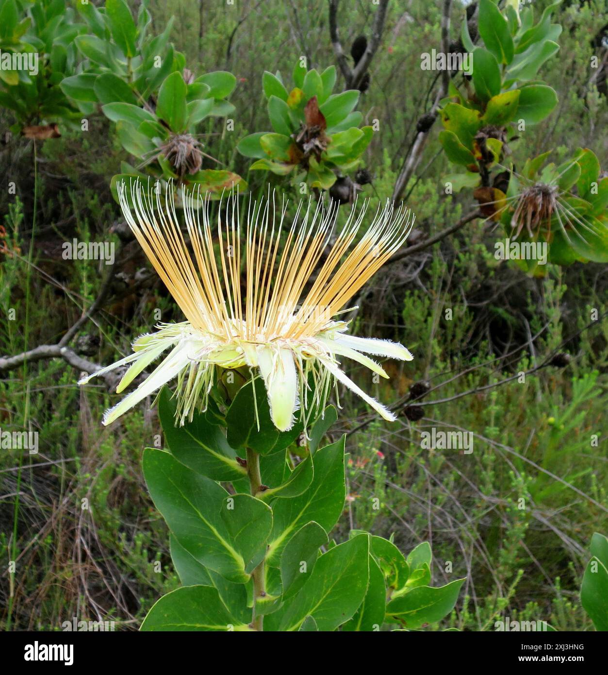 Common Shuttlecock Sugarbush (Protea aurea aurea) Plantae Stock Photo - Alamy
