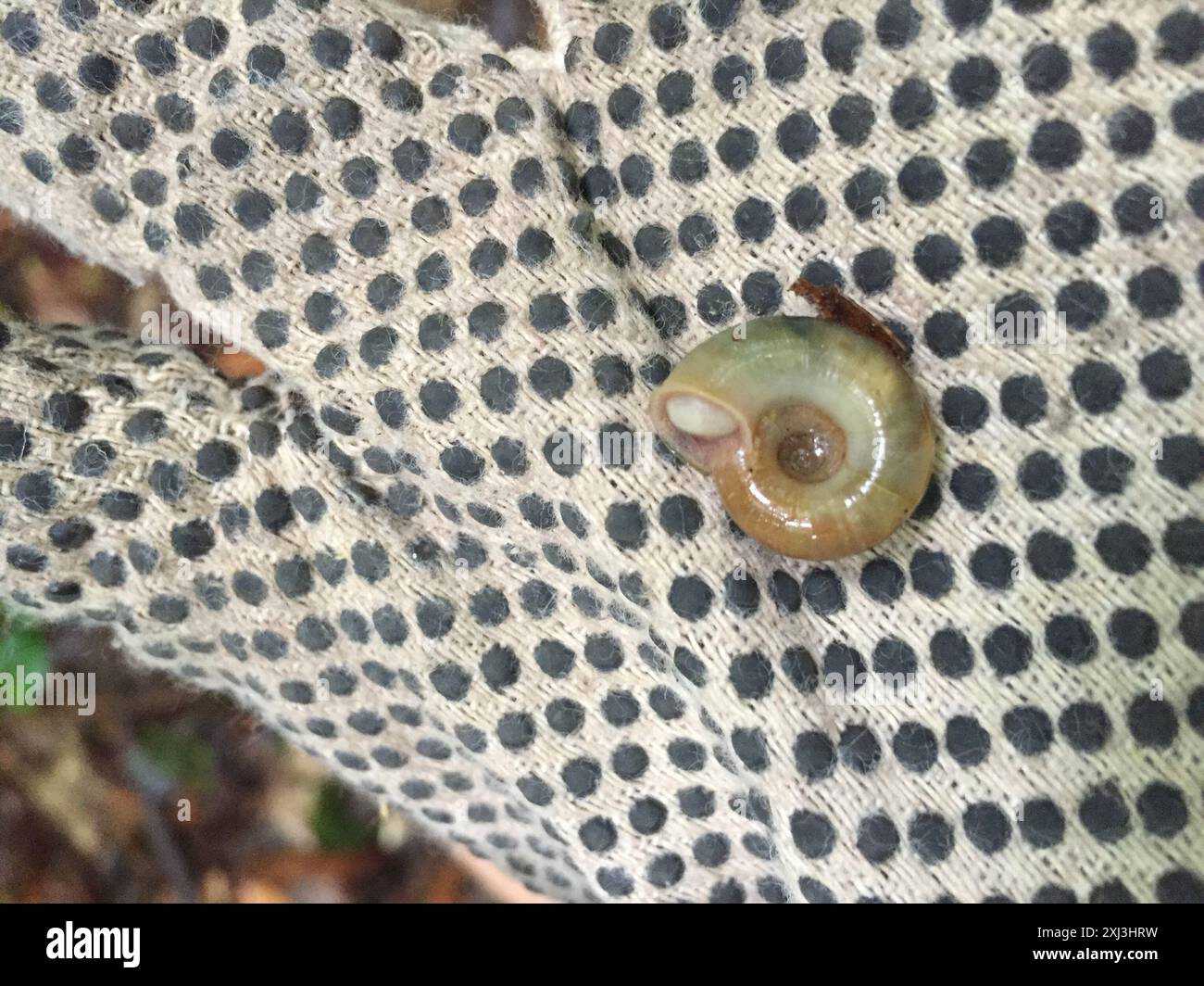 Concavum hi-res stock photography and images - Alamy
