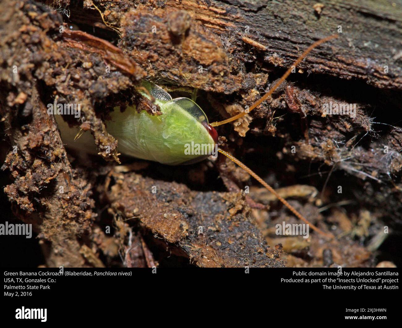 Banana Cockroach (Panchlora nivea) Insecta Stock Photo - Alamy