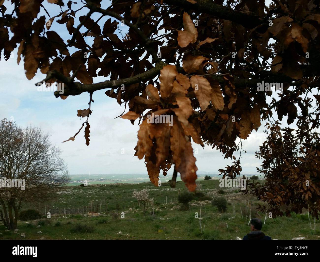 Macedonian Oak (Quercus trojana) Plantae Stock Photo - Alamy