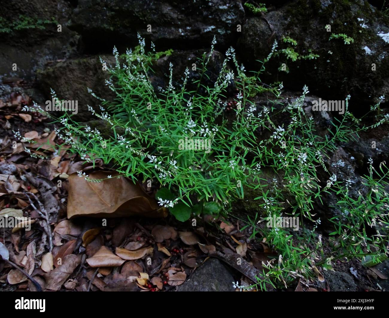 milkwort (Polygala paniculata) Plantae Stock Photo - Alamy