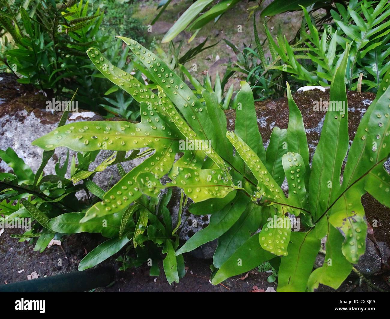 Musk Fern (Microsorum grossum) Plantae Stock Photo - Alamy