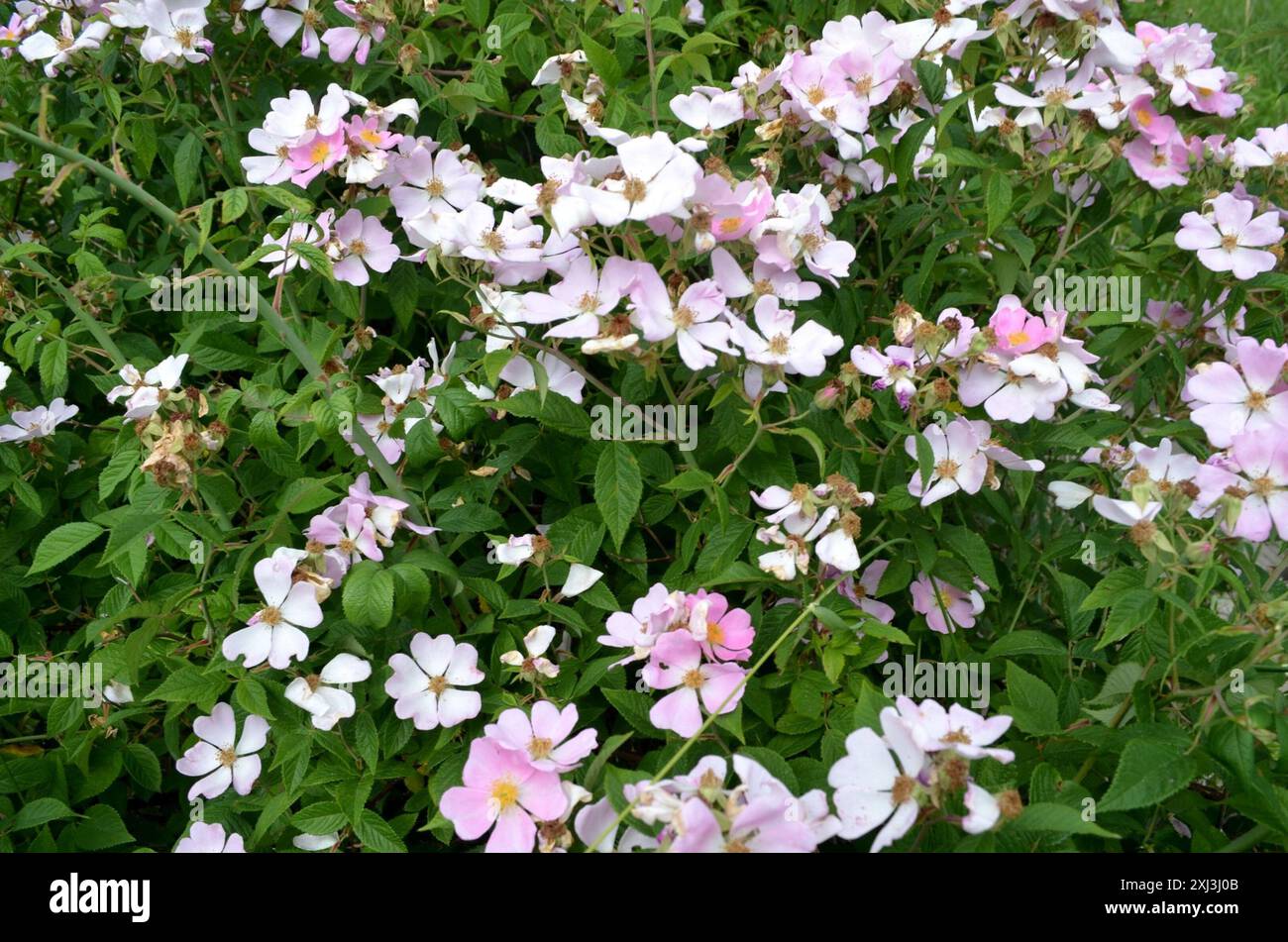 climbing prairie rose (Rosa setigera) Plantae Stock Photo - Alamy