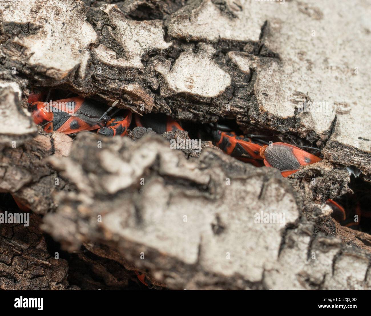 Mediterranean red bug (Scantius aegyptius) Insecta Stock Photo - Alamy