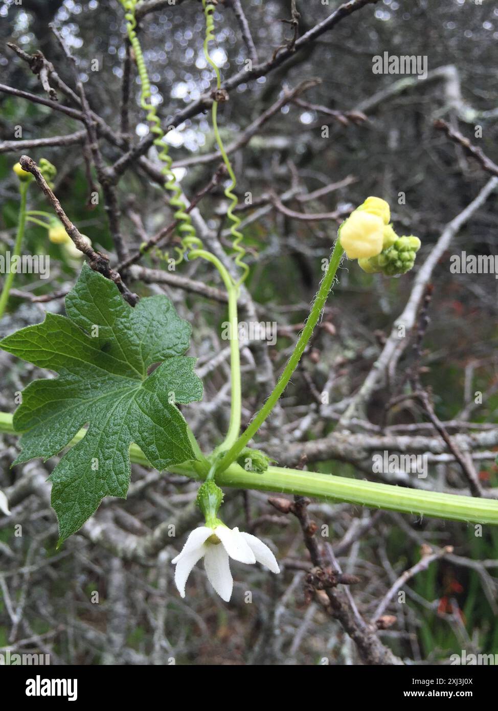 coastal manroot (Marah oregana) Plantae Stock Photo - Alamy
