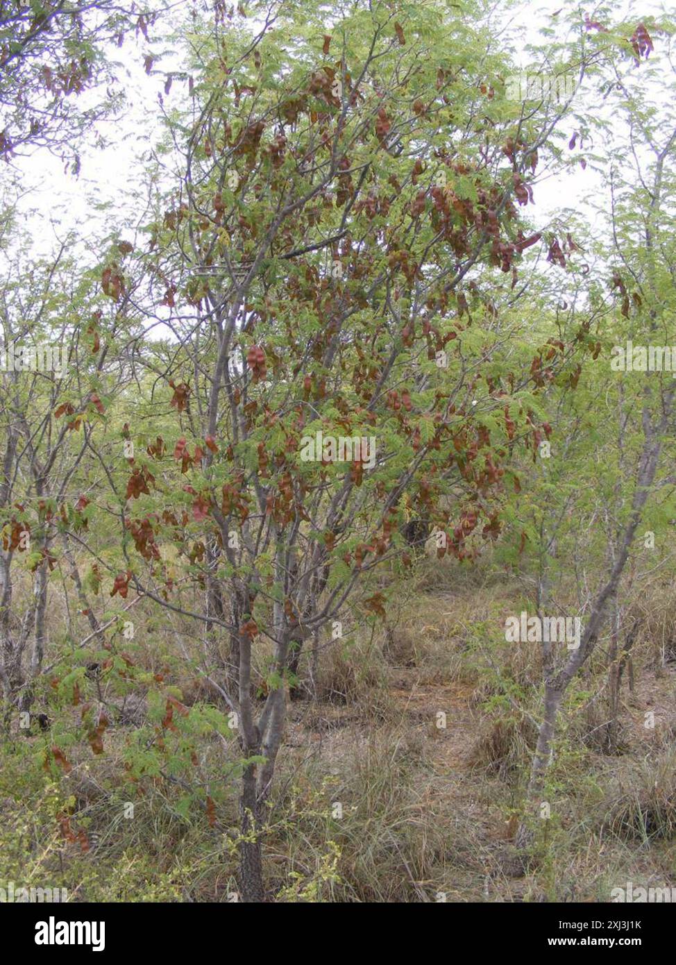 sickle-leaved false-thorn (Albizia harveyi) Plantae Stock Photo - Alamy