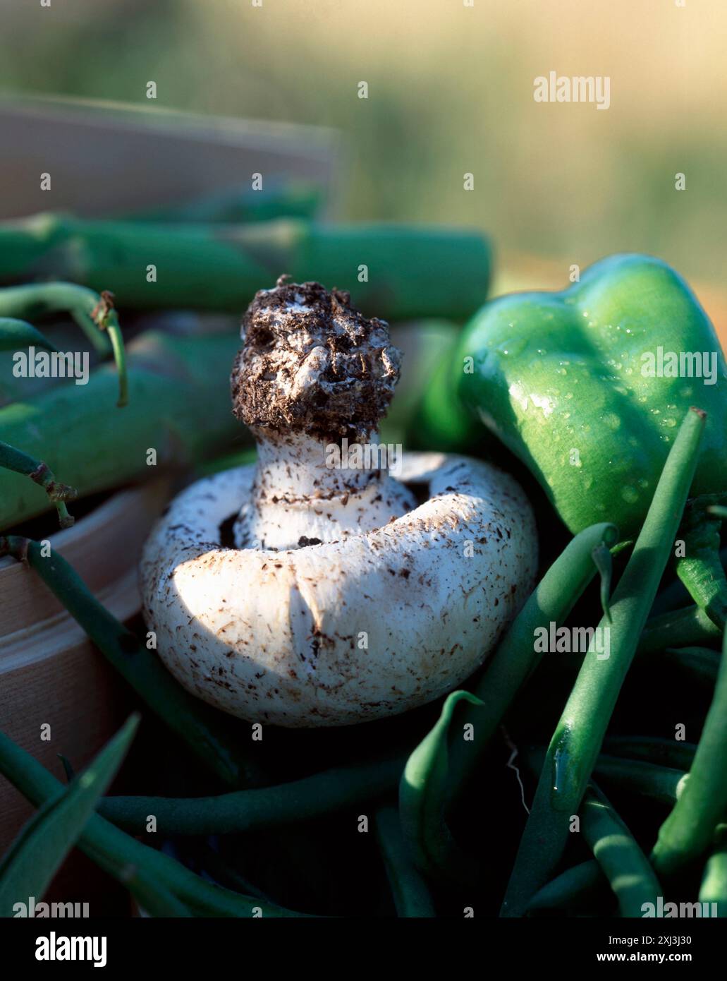 Mushroom and green vegetables Stock Photo - Alamy