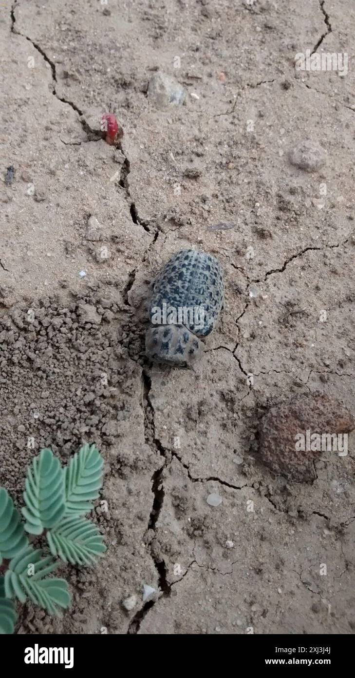 Carcass Beetles (Omorgus) Insecta Stock Photo - Alamy